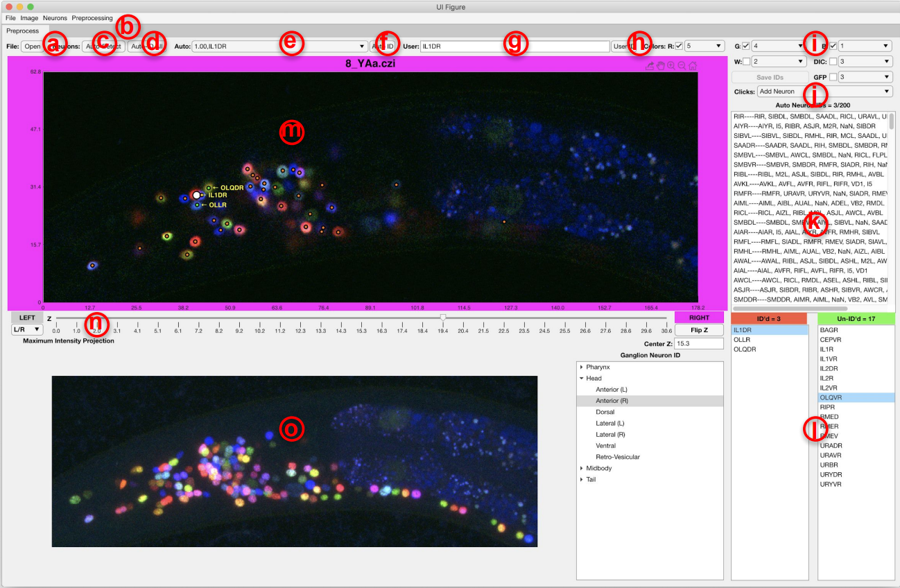 GitHub - amin-nejat/CELL_ID: C-elegans Cell Identifier
