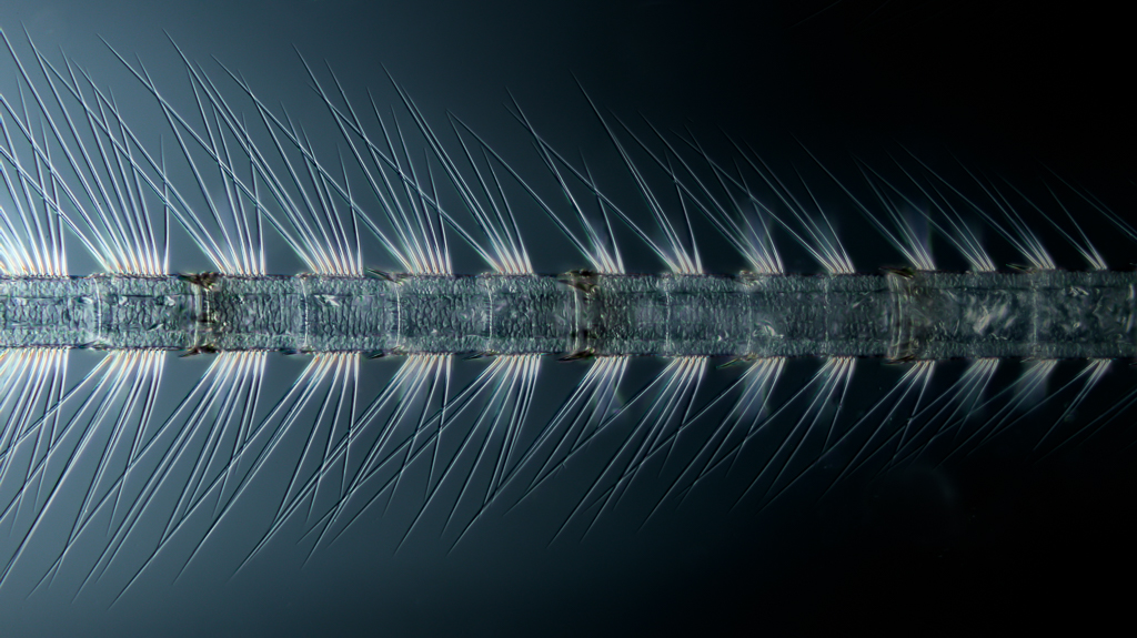 Aquatic insect larvae - www.photomacrography.net