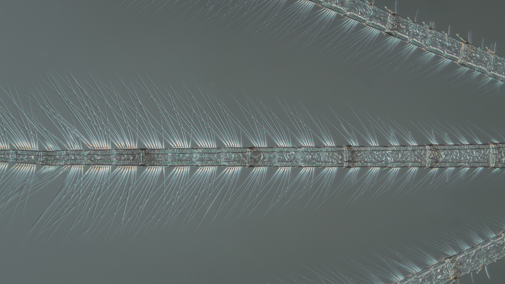 Aquatic insect larvae - www.photomacrography.net