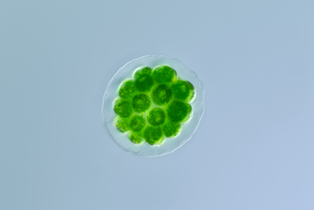 Pandorina Morum (Green Algae) - www.photomacrography.net