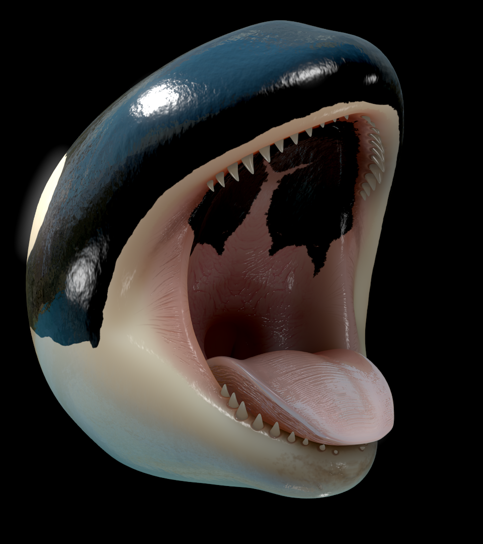 Orca Mouth Study (3D sort of turnable) by That_Kei_Guy -- Fur Affinity ...