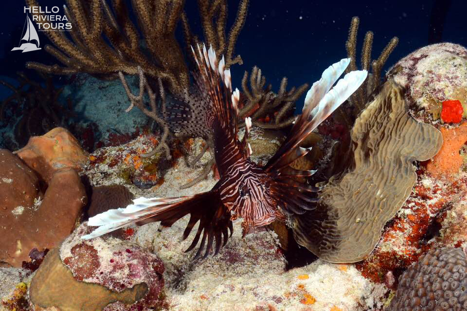 Lion Fish