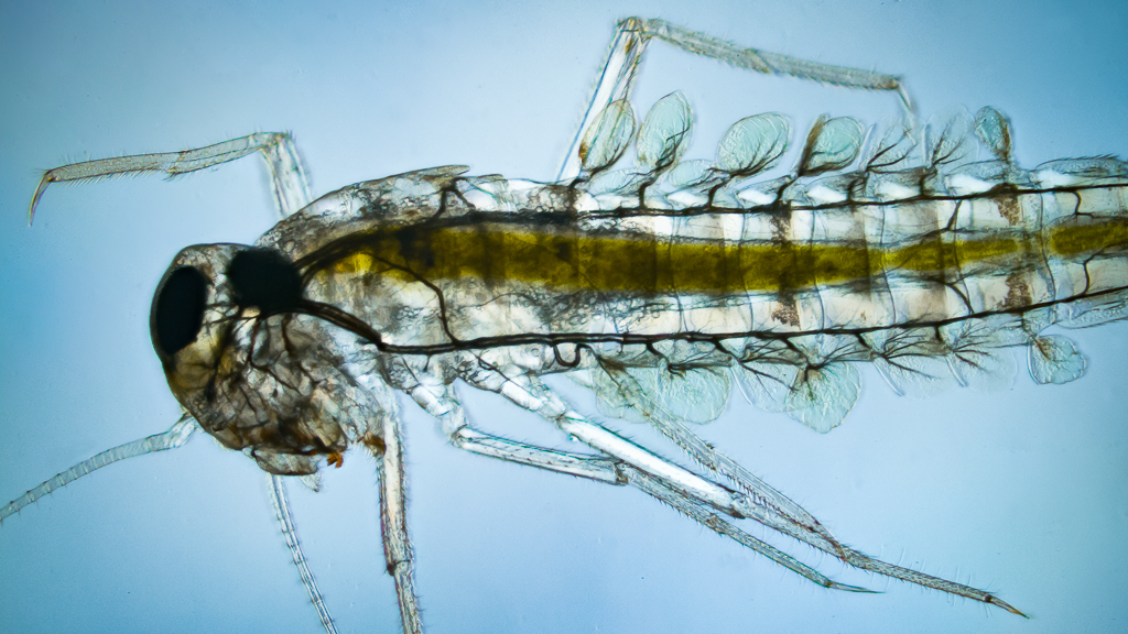 Aquatic insect larvae - www.photomacrography.net