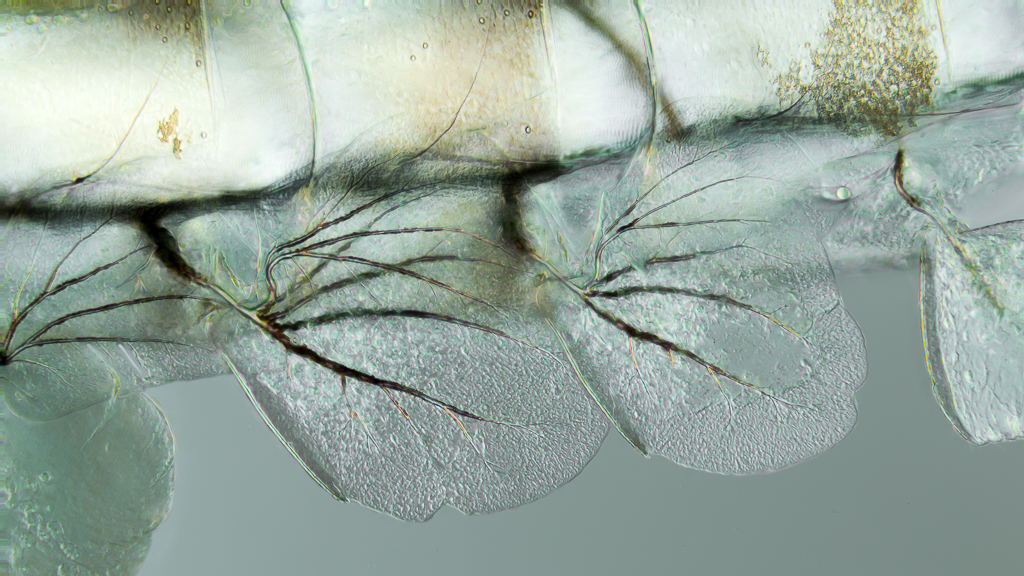 Aquatic insect larvae - www.photomacrography.net