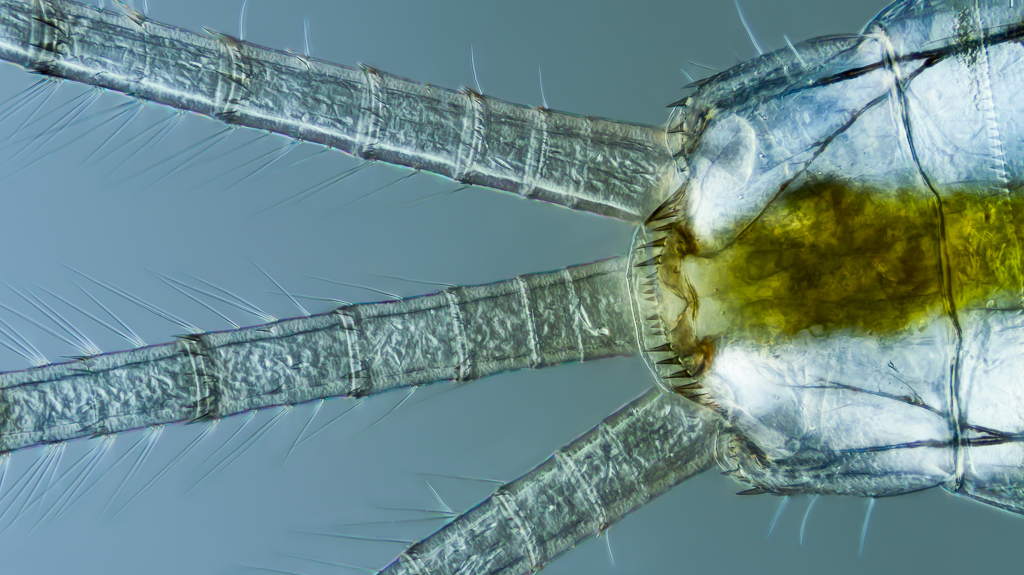 Aquatic insect larvae - www.photomacrography.net