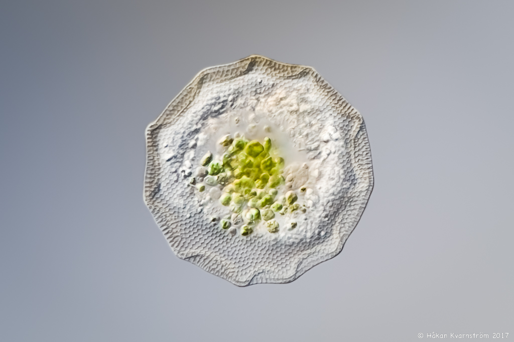 Amoeba Arcella - www.photomacrography.net
