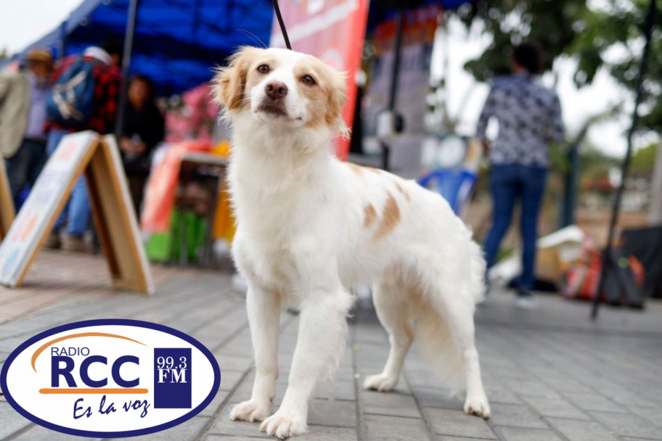 PLENO DEL CONGRESO APRUEBA QUE EL “PERRO PASTOR CHIRIBAYA” SEA ...