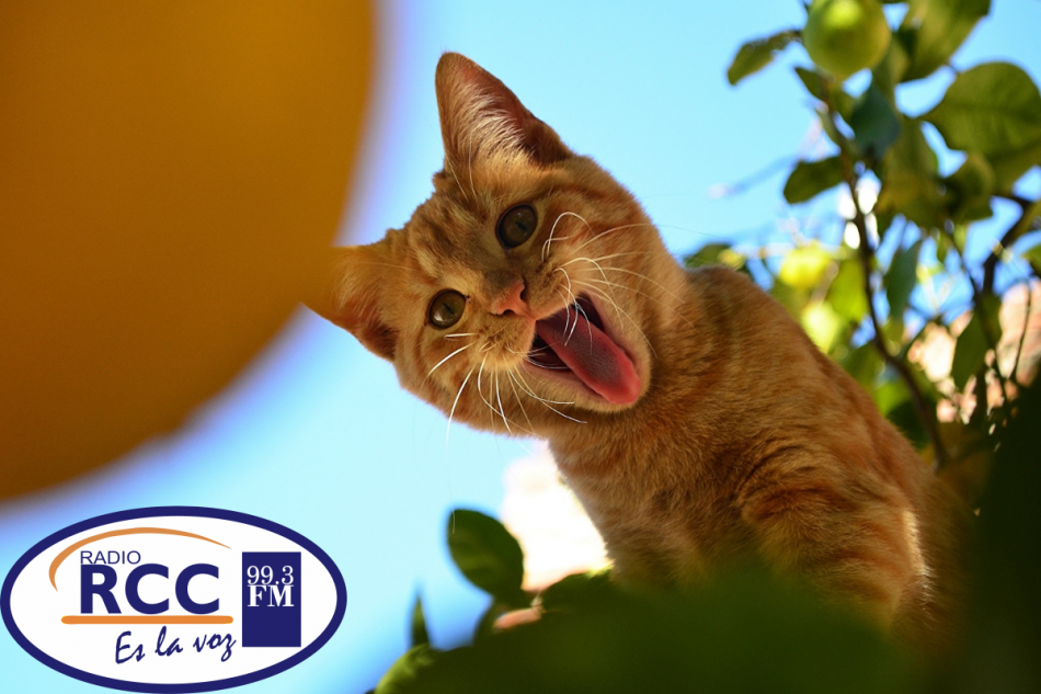 HOY ES EL DÍA INTERNACIONAL DEL GATO: ES EL ÚNICO ANIMAL EN EL MUNDO ...