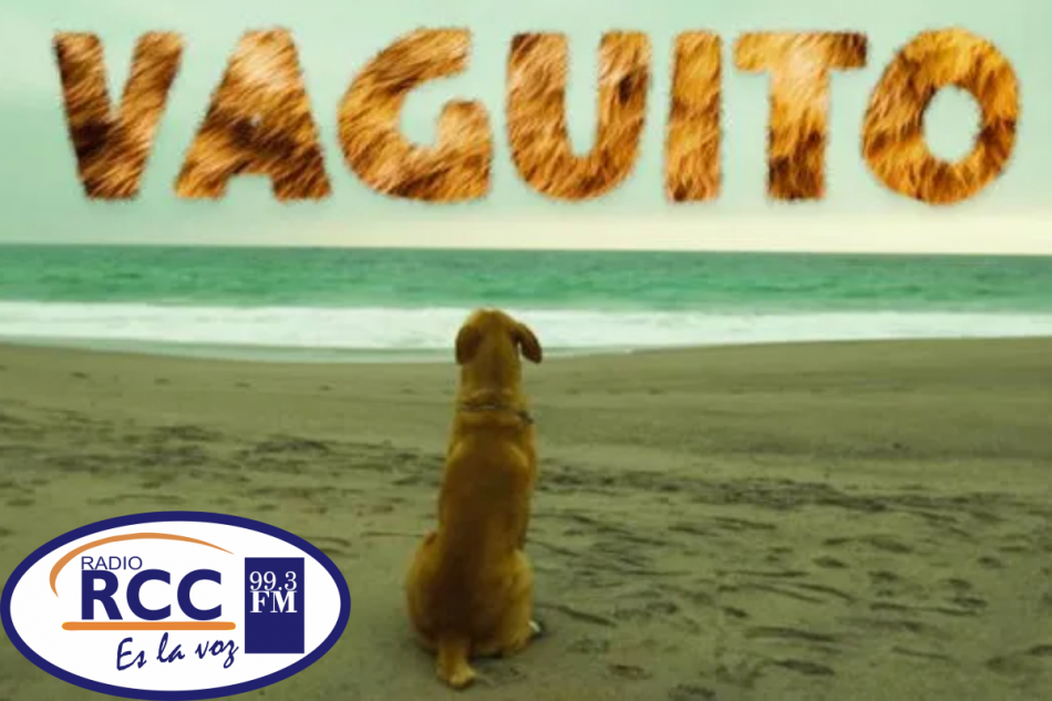 PELÍCULA ‘VAGUITO’: DE SER UN PERRITO CALLEJERO EN EL DISTRITO DE LINCE ...